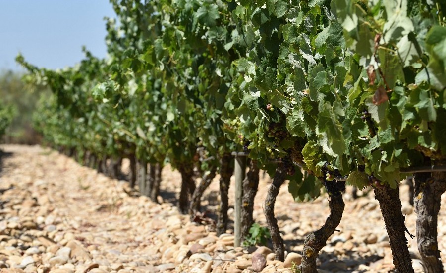 Empresa vinícola da região do Tejo lança programa de vindimas com prova ...